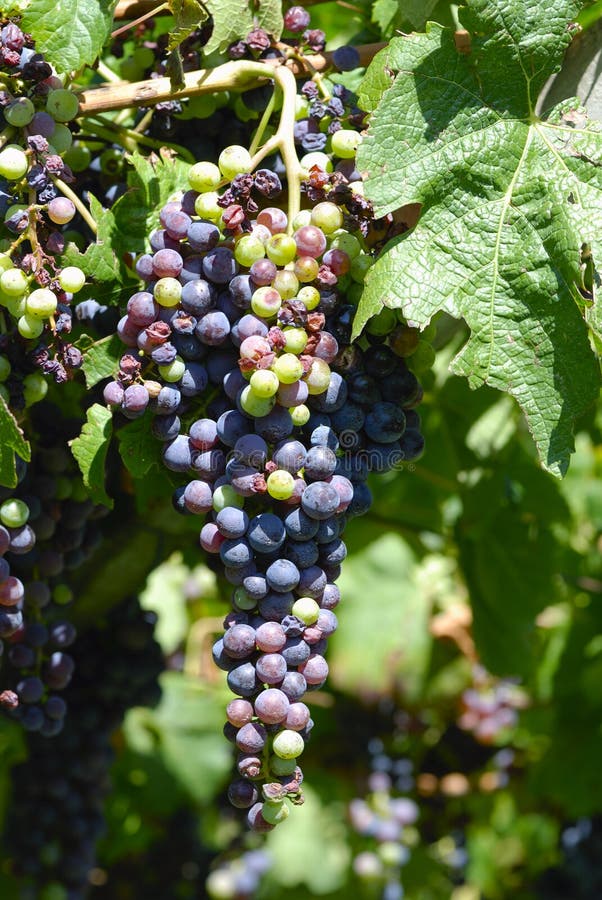 Grape stock image. Image of fruitful, growing, juicy - 20791063