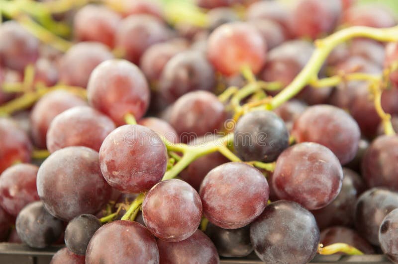 Grape stock photo. Image of ripe, grape, berry, food - 21105104