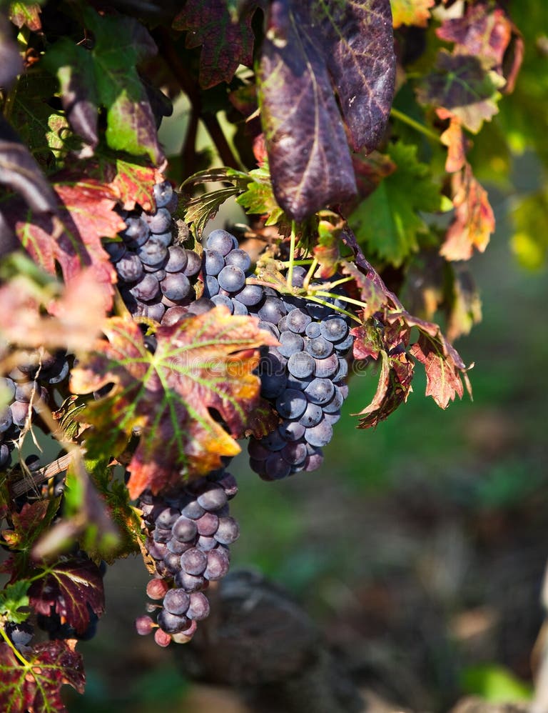 346 Withered Grape Vine Stock Photos - Free & Royalty-Free Stock Photos ...