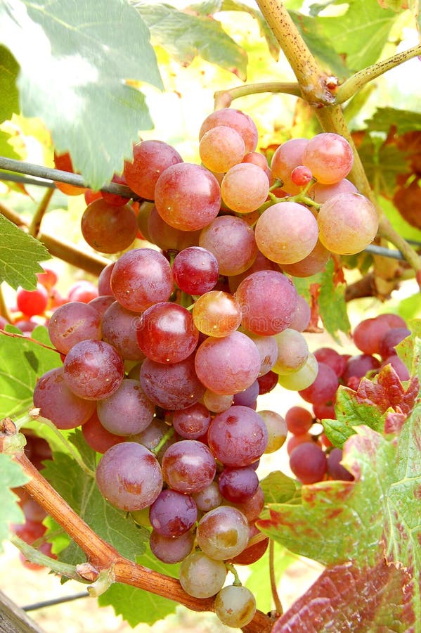 Grape stock image. Image of fruit, round, vineyard, farm - 2348137