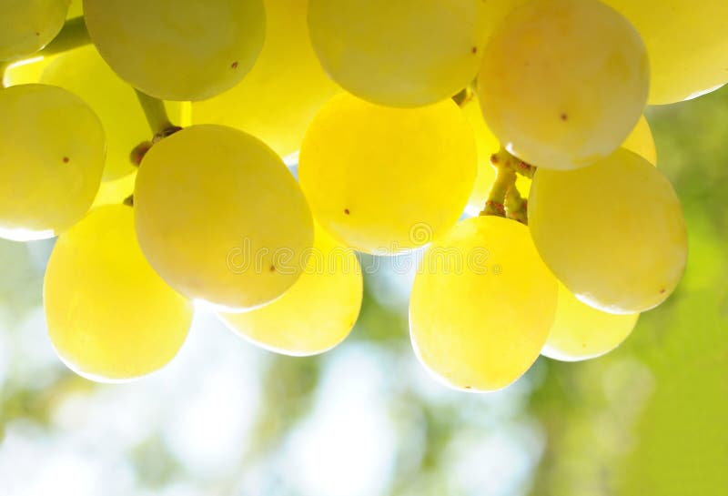 Grape stock photo. Image of juicy, yellow, vegetarian - 24616616