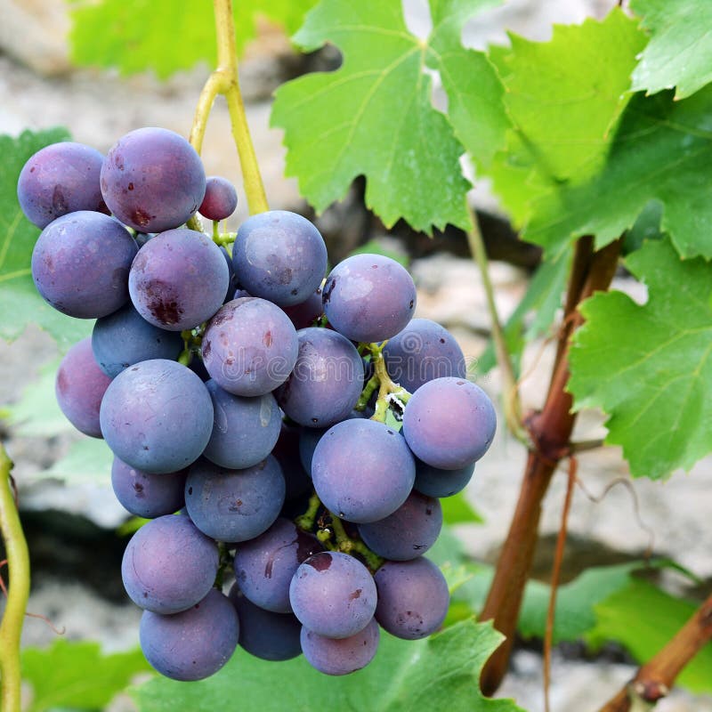 Grape stock image. Image of natural, diet, fresh, grapevine - 26323437