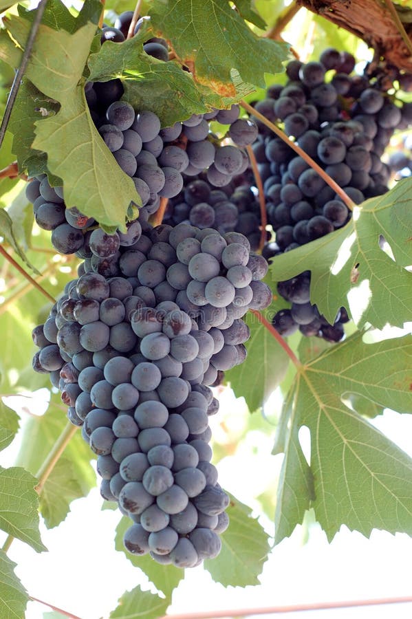 Grape stock image. Image of background, berry, chardonnay - 3102587