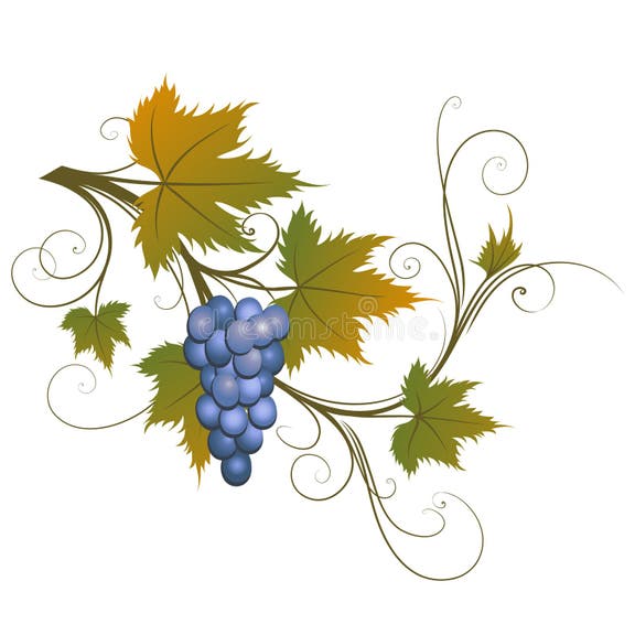 Grapevine Flower Cluster Stock Illustrations – 737 Grapevine Flower ...