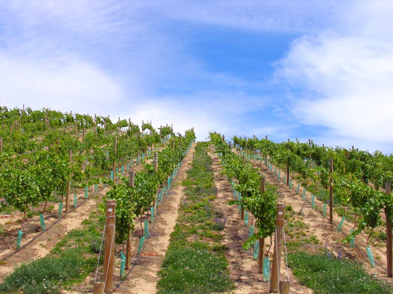 Grape Orchard stock photo. Image of grape, green, fruit - 4795580