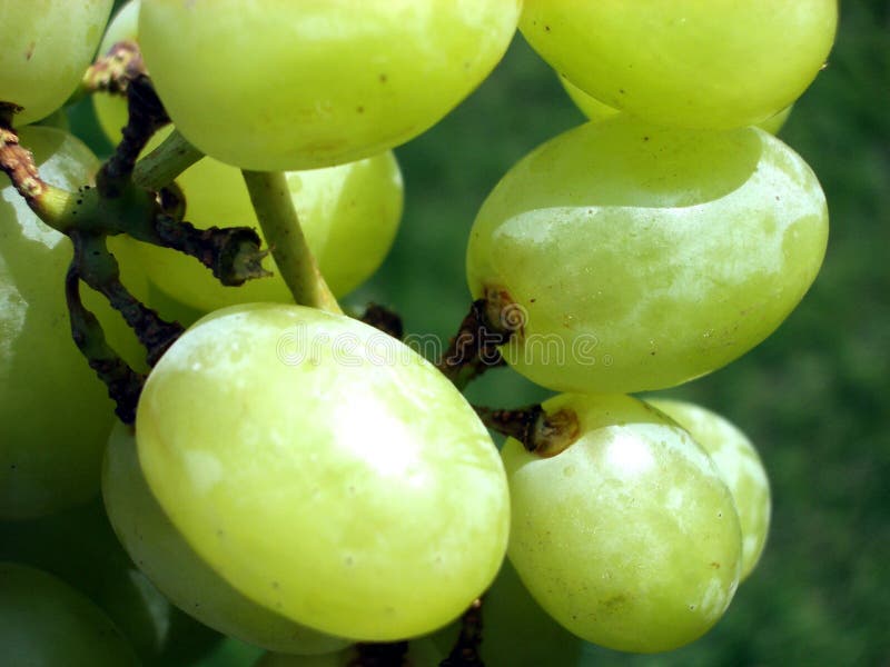 Grape 4 stock photo. Image of edible, close, growth, yellow - 174302
