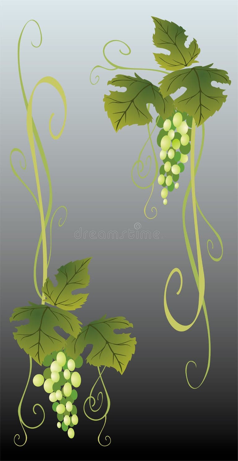Lush Green Grape Leaves Stock Illustrations – 2,234 Lush Green Grape ...
