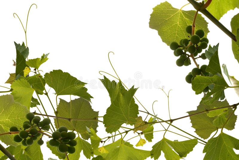 Grapevine stock photo. Image of grow, foliage, harvest - 1986610