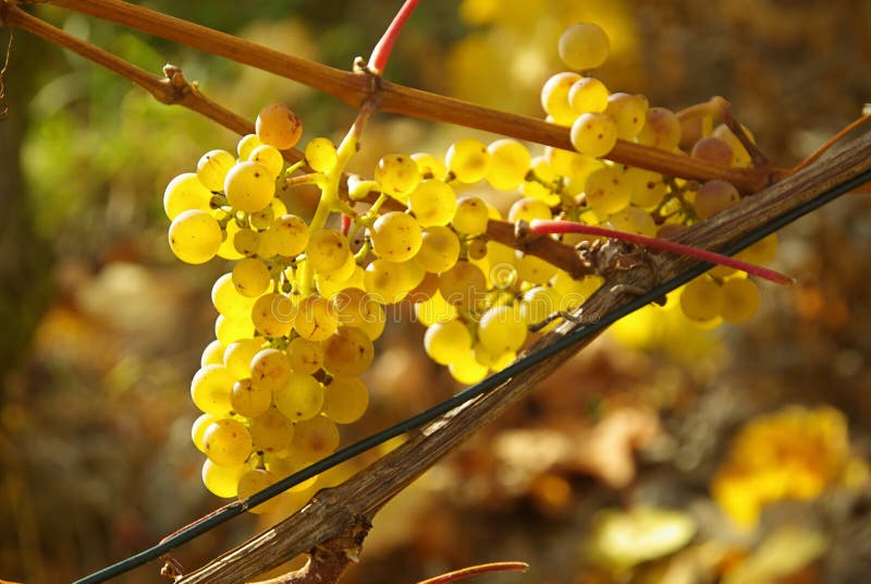Grape stock photo. Image of autumn, crop, color, season - 6853272