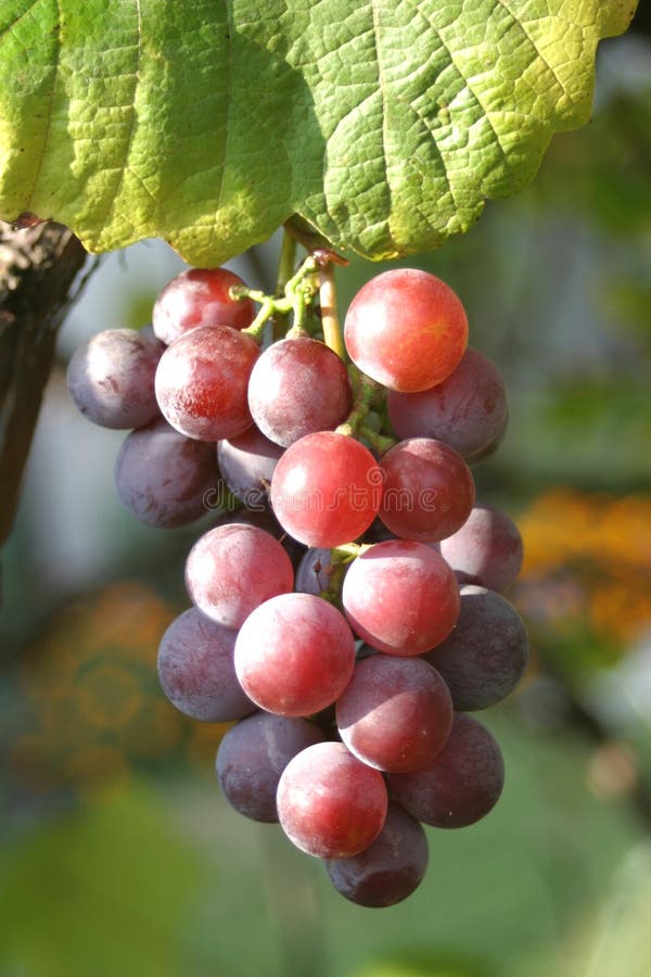 Grape stock photo. Image of plant, wine, autumn, organic - 8330048
