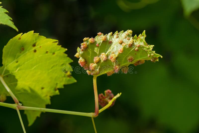 Grape Aphid Phylloxera Stock Photos - Free & Royalty-Free Stock Photos ...