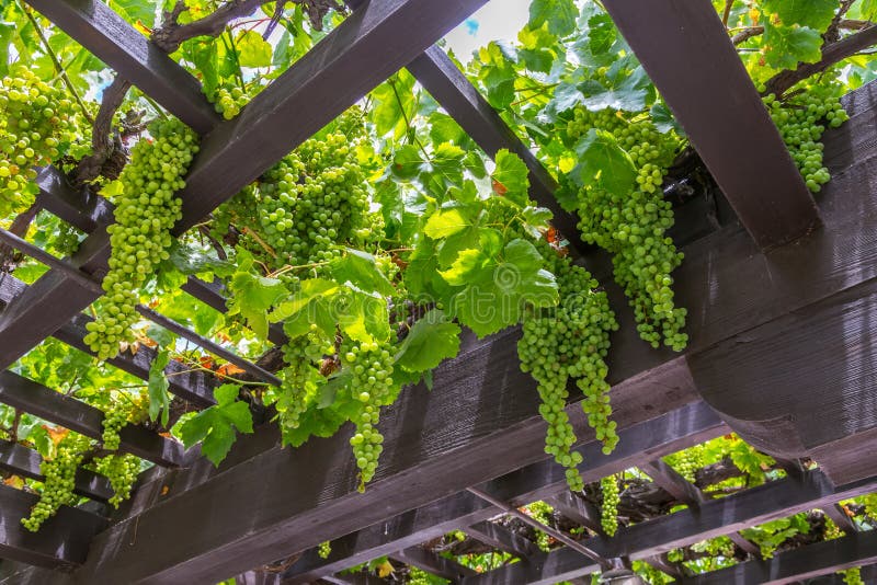 Grape Arbor stock photo. Image of food, branch, vegetation - 26163792