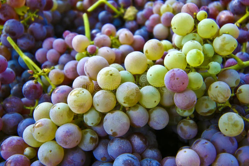 Grape background stock photo. Image of background, grape - 4592228