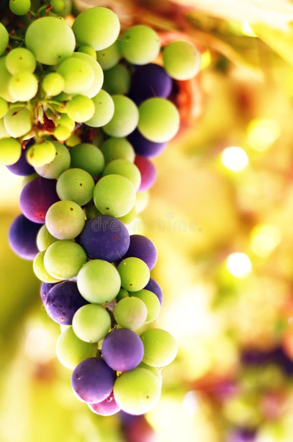 Grape background stock image. Image of grape, grapevine - 8134671