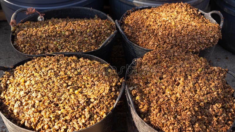 Grape bagasse stock image. Image of extract, agriculture - 260314973