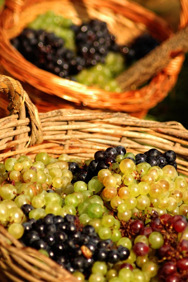 Grape Baskets stock image. Image of vineyard, white, fresh - 243145