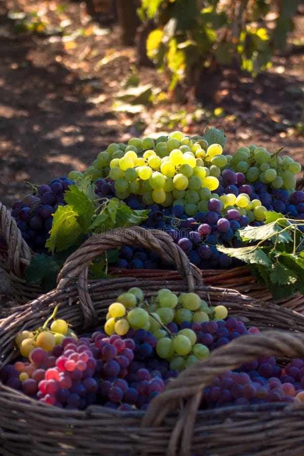 Grape baskets stock image. Image of multi, autumn, color - 32408923