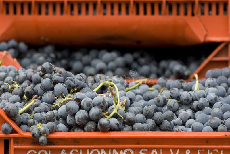 Grape in a box stock image. Image of grape, italy, september - 11007261