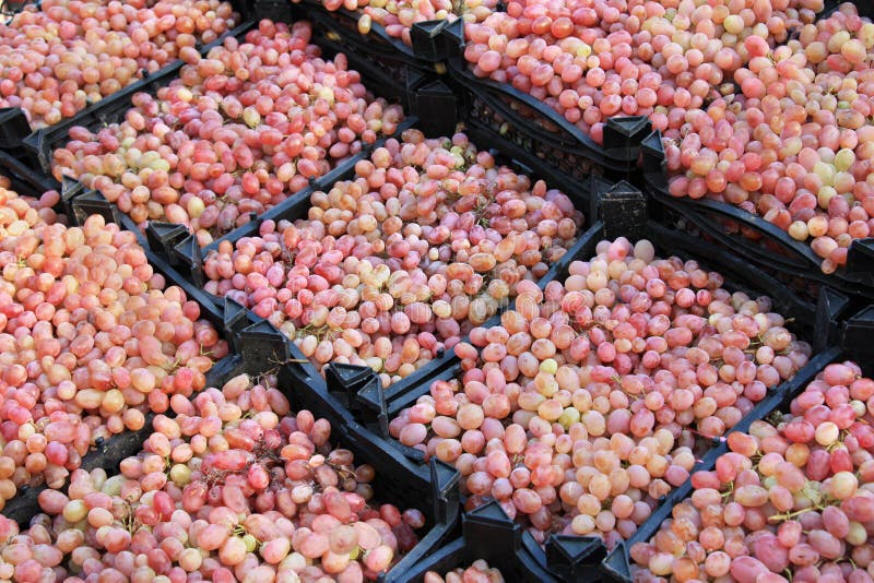 Grape boxes from vine stock photo. Image of organic, juicy - 18480104