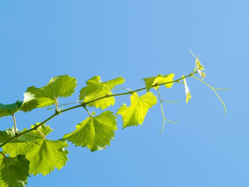 Grape branch stock image. Image of health, farm, grapes - 2936913