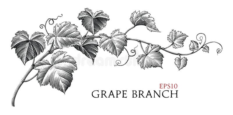 Grape Branch Hand Drawing Vintage Style Black and White Clip Art Stock ...