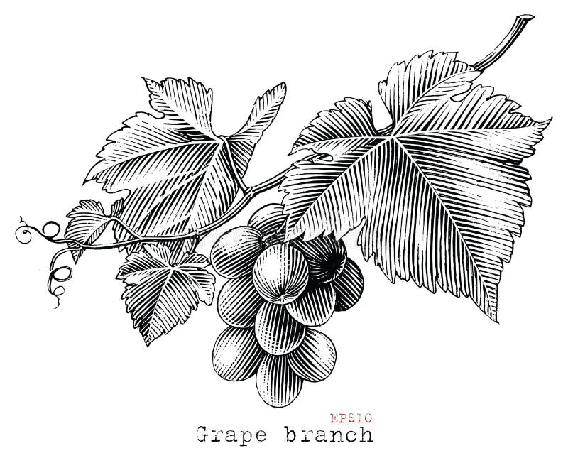 Grape Branch Hand Drawing Vintage Style Black and White Clip Art Stock Vector - Illustration of ...