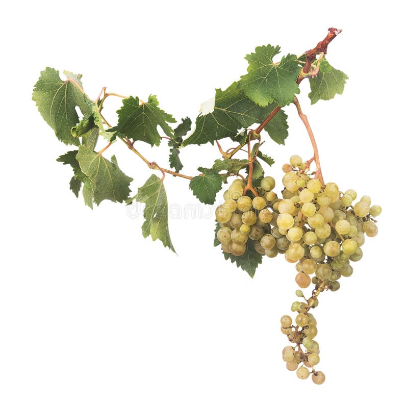 Grape branch with leaves stock photo. Image of fruit - 76042666