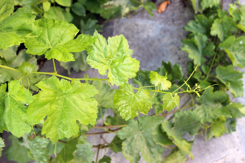 Grape branch stock photo. Image of branch, vine, nature - 90275402