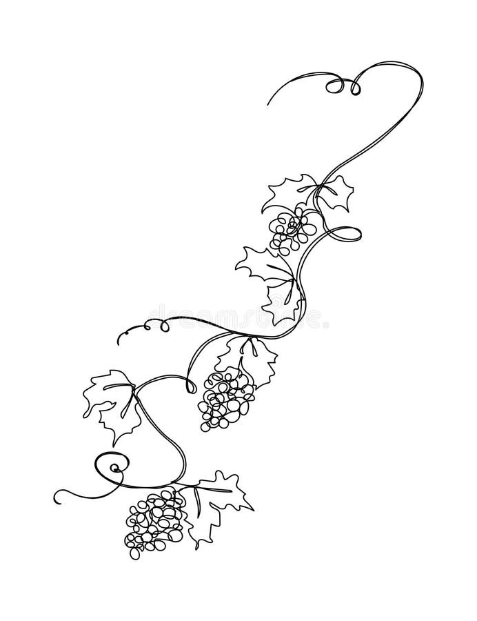 One Line Grapes Stock Illustrations – 200 One Line Grapes Stock ...
