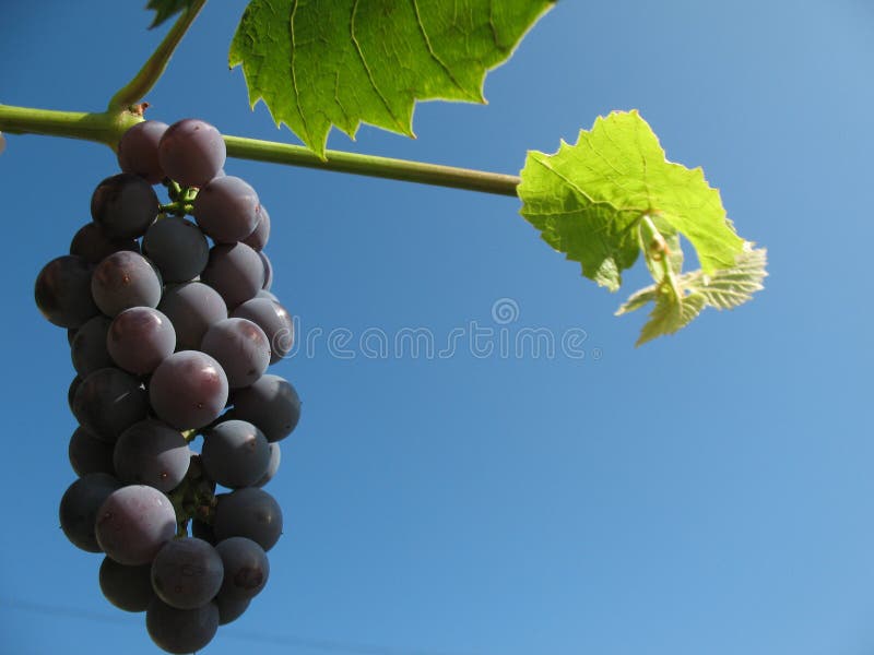 Grape branch stock image. Image of backgrounds, spring - 34980505