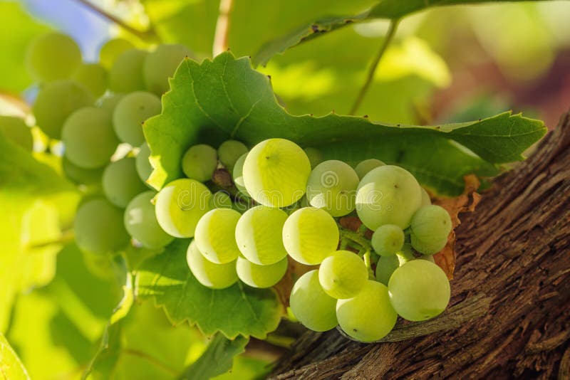 Grape branch stock photo. Image of fruit, vineyard, light - 71775764