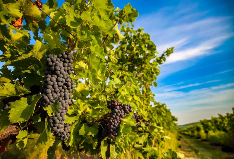 Grape on Branch in Vineyard Stock Photo - Image of bunch, landscape ...