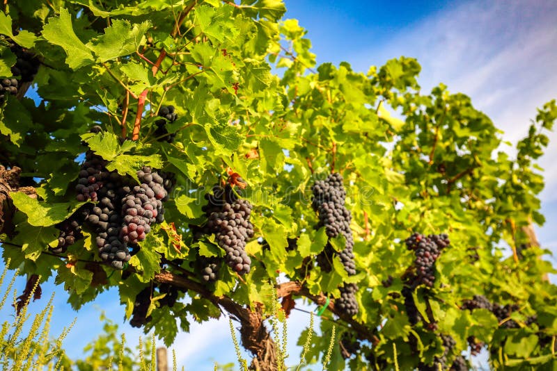 Grape on Branch in Vineyard Stock Photo - Image of crop, blue: 159226980