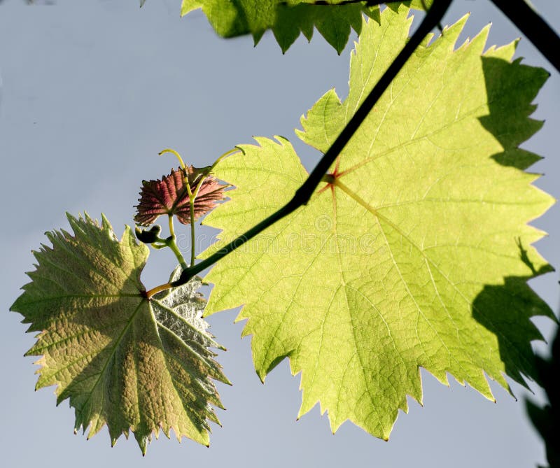 Grape Branch with Young Leaves Stock Photo - Image of lush, twig: 72547490