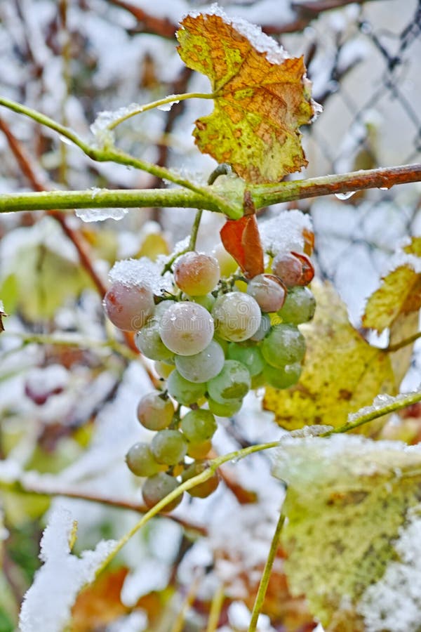 Grape brush and snow stock photo. Image of closeup, food - 160564802
