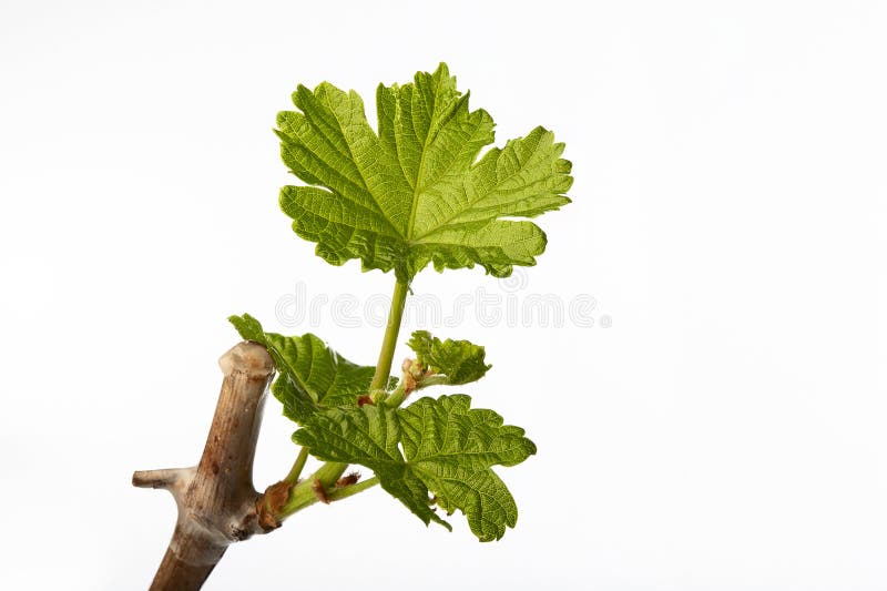 Grape Bud Bloomed during Spring Sprouting Stock Image - Image of leaves ...