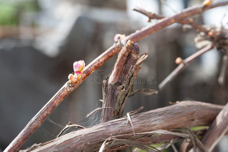 Grape Bud. Close-up of the Beginning of Blooming Grape Flowers in ...