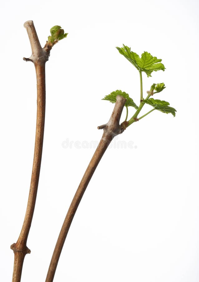 Bud Opens Germination Grapevine Stock Photos - Free & Royalty-Free ...