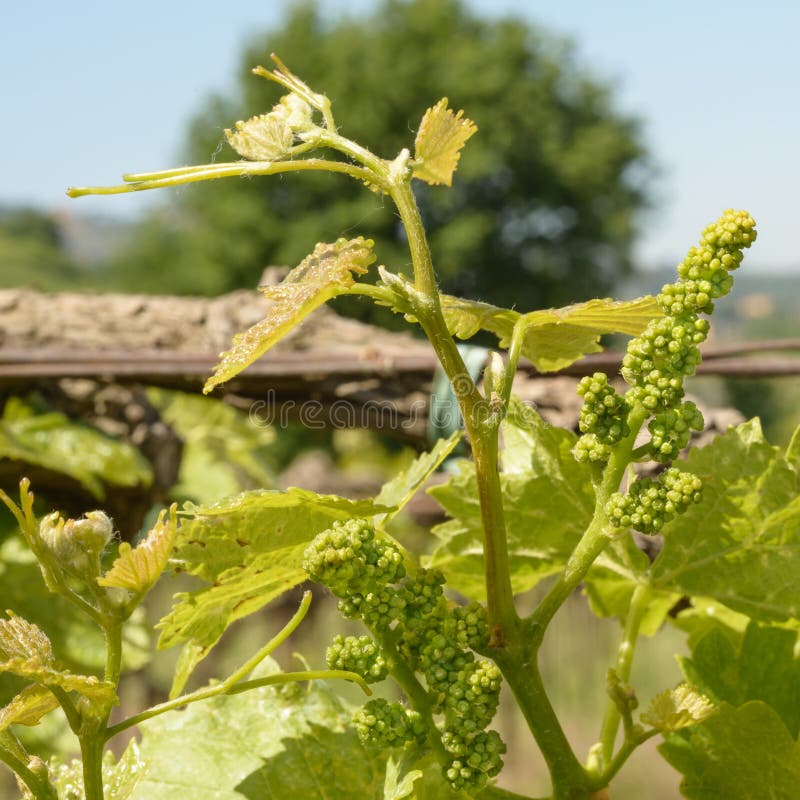Grape bud stock photo. Image of vineyard, farm, lazio - 61432222