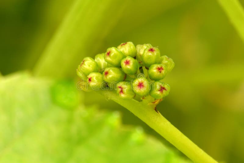 Grape Flower Blossom Buds 03 Stock Photo - Image of vine, nature: 230780522