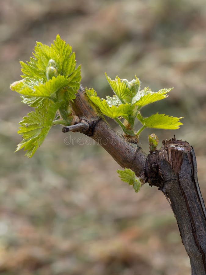 Early Spring Grape Vine Buds Stock Photo - Image of focus, sprout ...