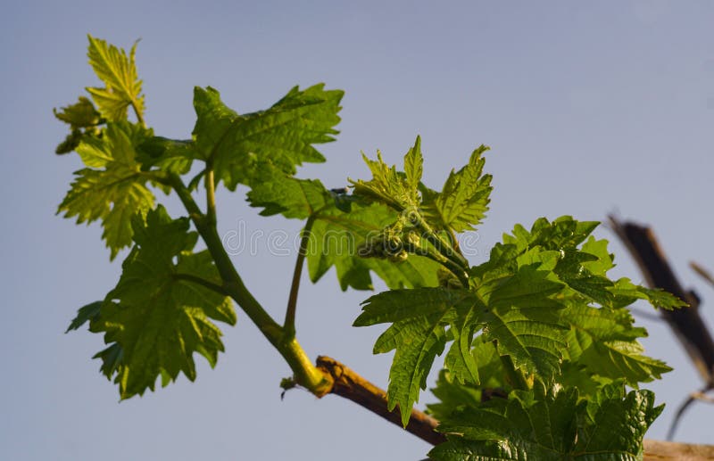 Grape buds stock photo. Image of foliage, winery, fresh - 247773796