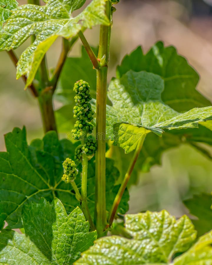 Grape Buds on the Vine stock image. Image of textures - 94052189
