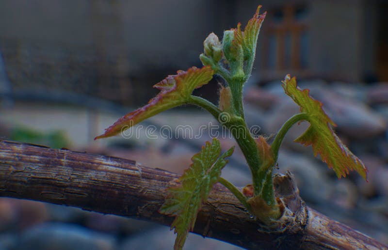 Grape buds stock image. Image of grow, leaf, closeup - 217034433