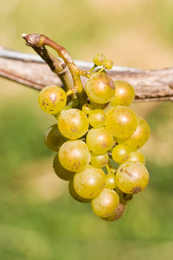 Grape Bunch stock photo. Image of grapes, growth, foliage - 2034252