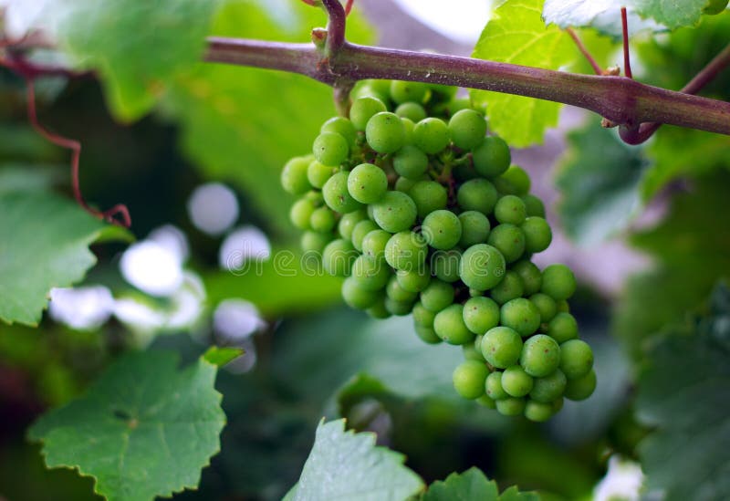 Wine grapes stock photo. Image of heaven, grocery, harvest - 2549162