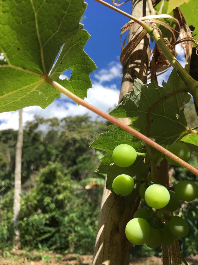 Grape bunch stock image. Image of tropical, nature, grape - 103726011