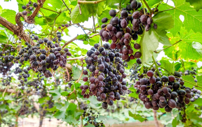Grape Bunch Fruit in Vineyard Stock Image - Image of climber ...