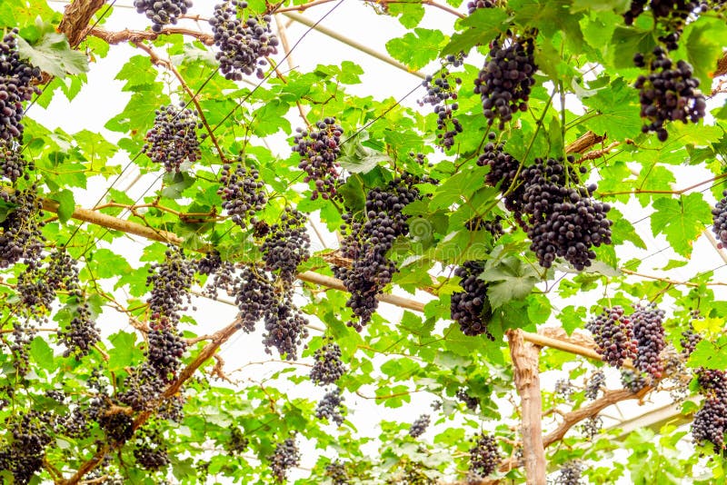 Grape Bunch Fruit in Vineyard Stock Image - Image of landscape, grape ...