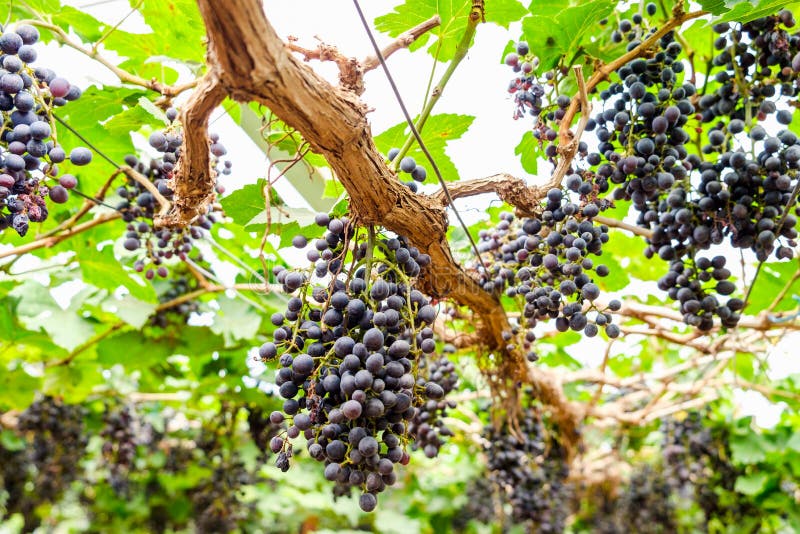 Grape Bunch Fruit in Vineyard Stock Photo - Image of grape, country ...